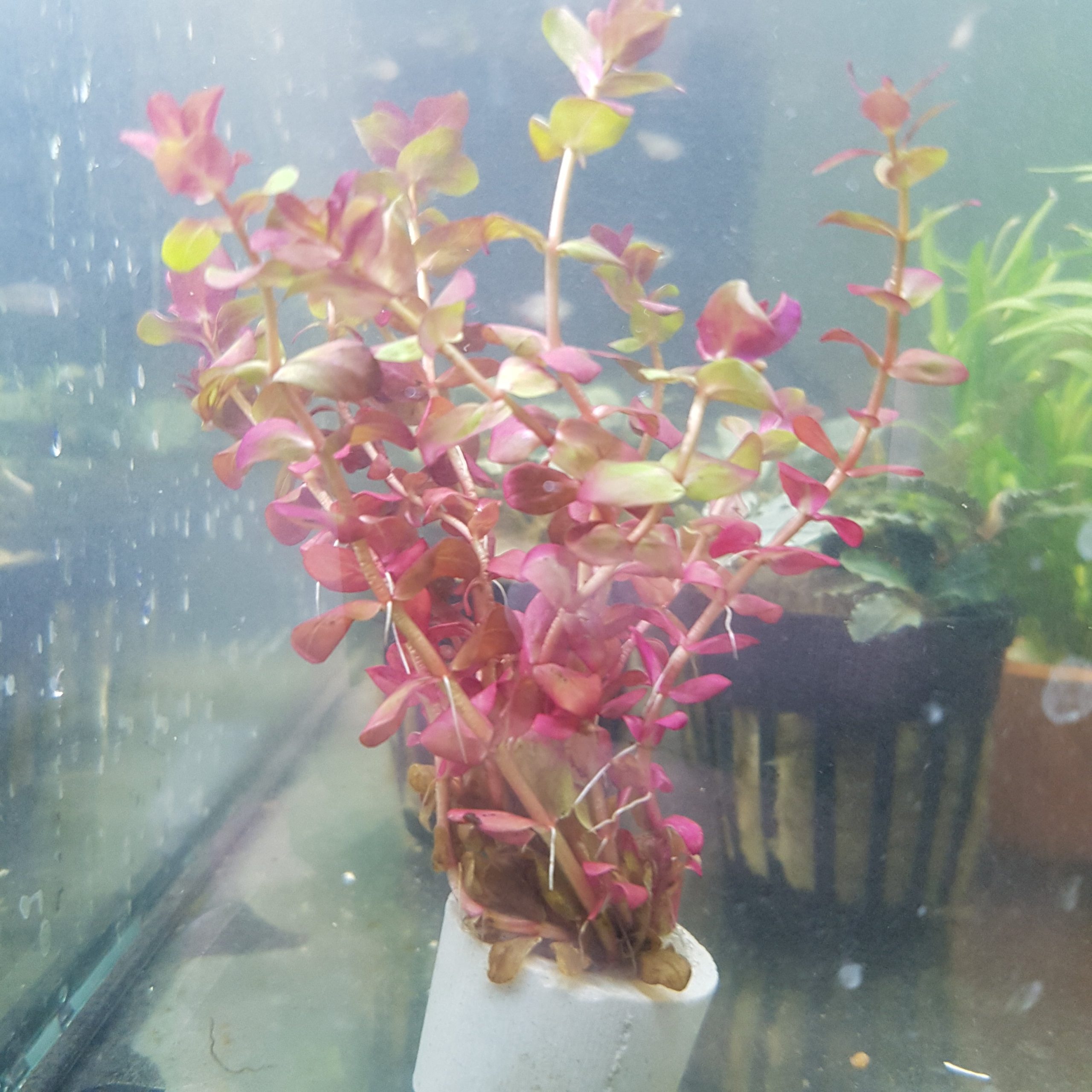 Rotala macrandra Bare root - Essential Ponds