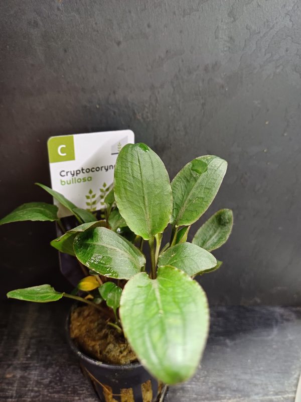 Cryptocoryne bullosa - 5cm pot - EU Grown - Essential Ponds