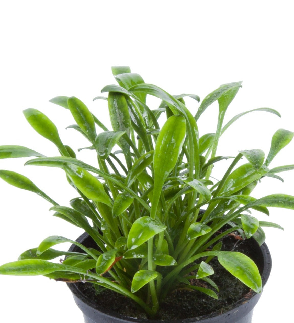 Cryptocoryne parva 5 cm pot - Essential Ponds