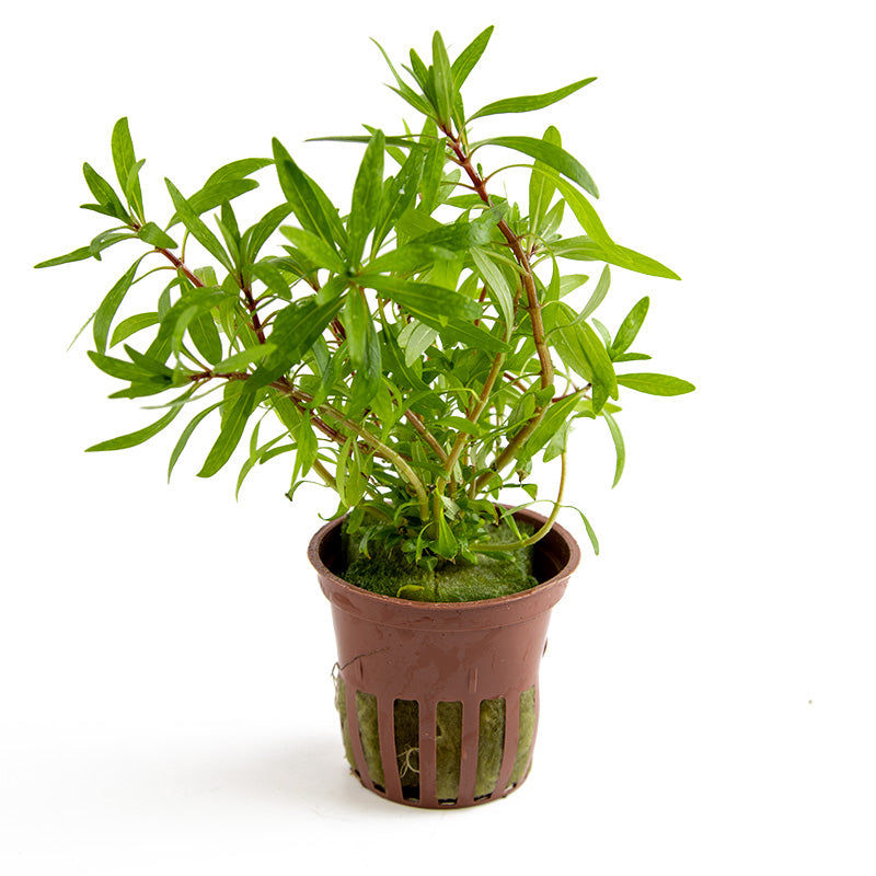 Ludwigia inclinata 'Cuba' 5cm pot - Tropica - Essential Ponds