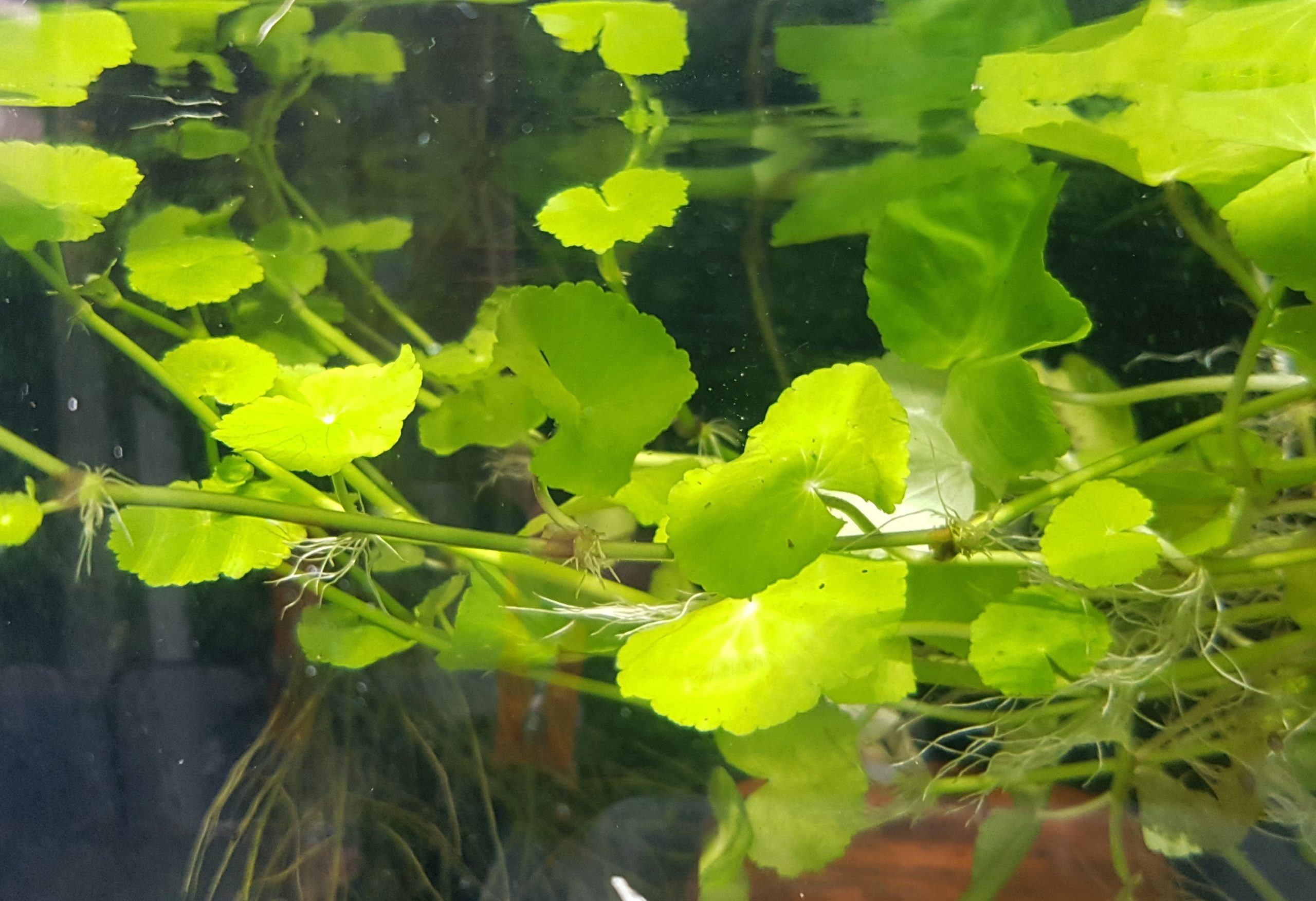 Hydrocotyle leucocephala - 4x stems - Essential Ponds