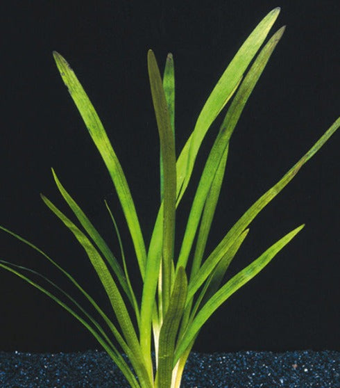 Sagittaria platyphylla - Bare root - Approx 5 plants - Essential Ponds