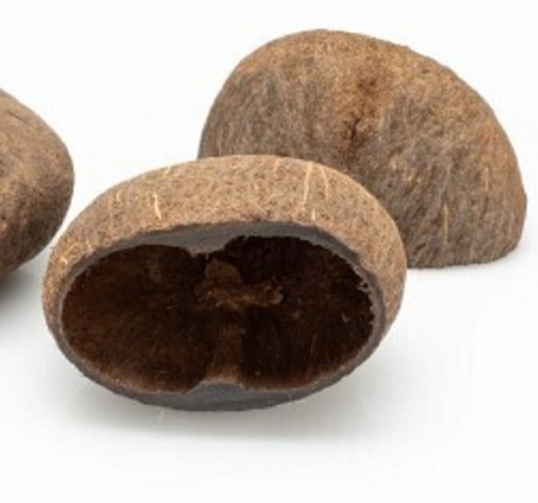 Palm Pod Aquarium Botanical's