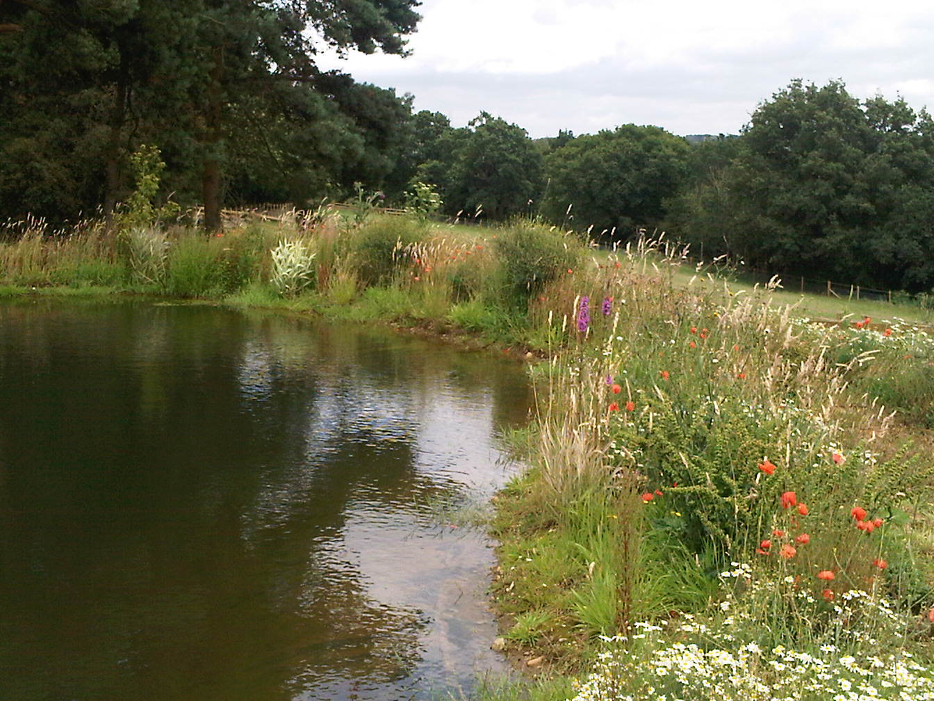 Wildlife Pond Plant collection's - Essential Ponds