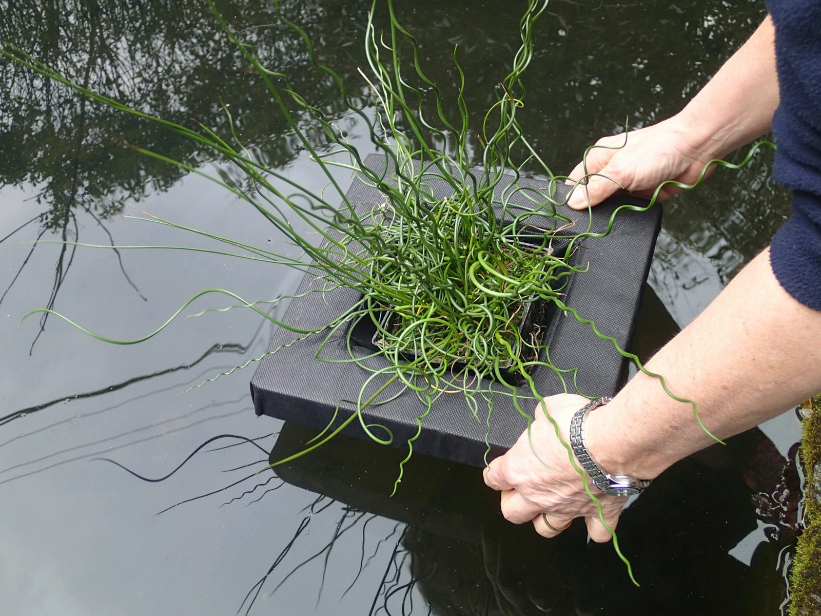 25cm Floating Aquatic/pond Plant Basket - Essential Ponds