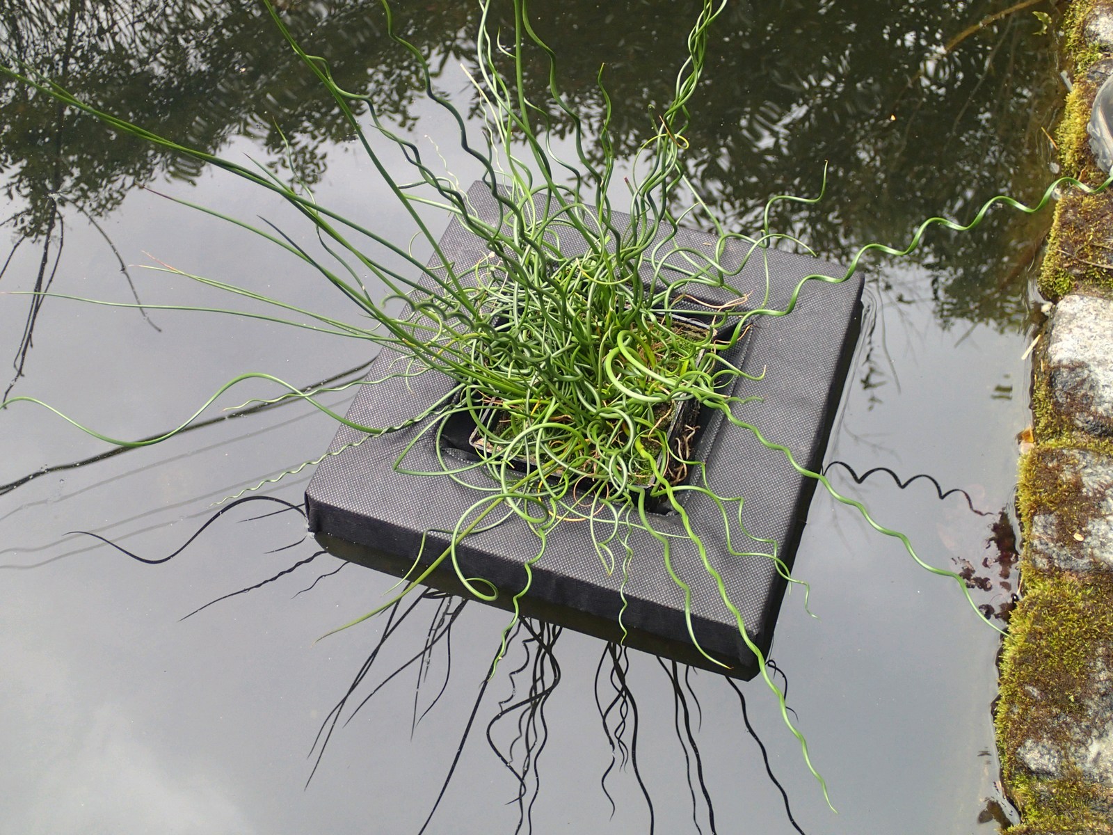 25cm Floating Aquatic/pond Plant Basket - Essential Ponds