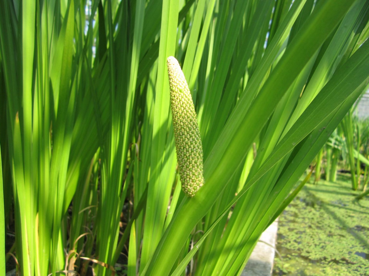 Acorus calamus (Sweet Flag) – Marginal Pond Plant