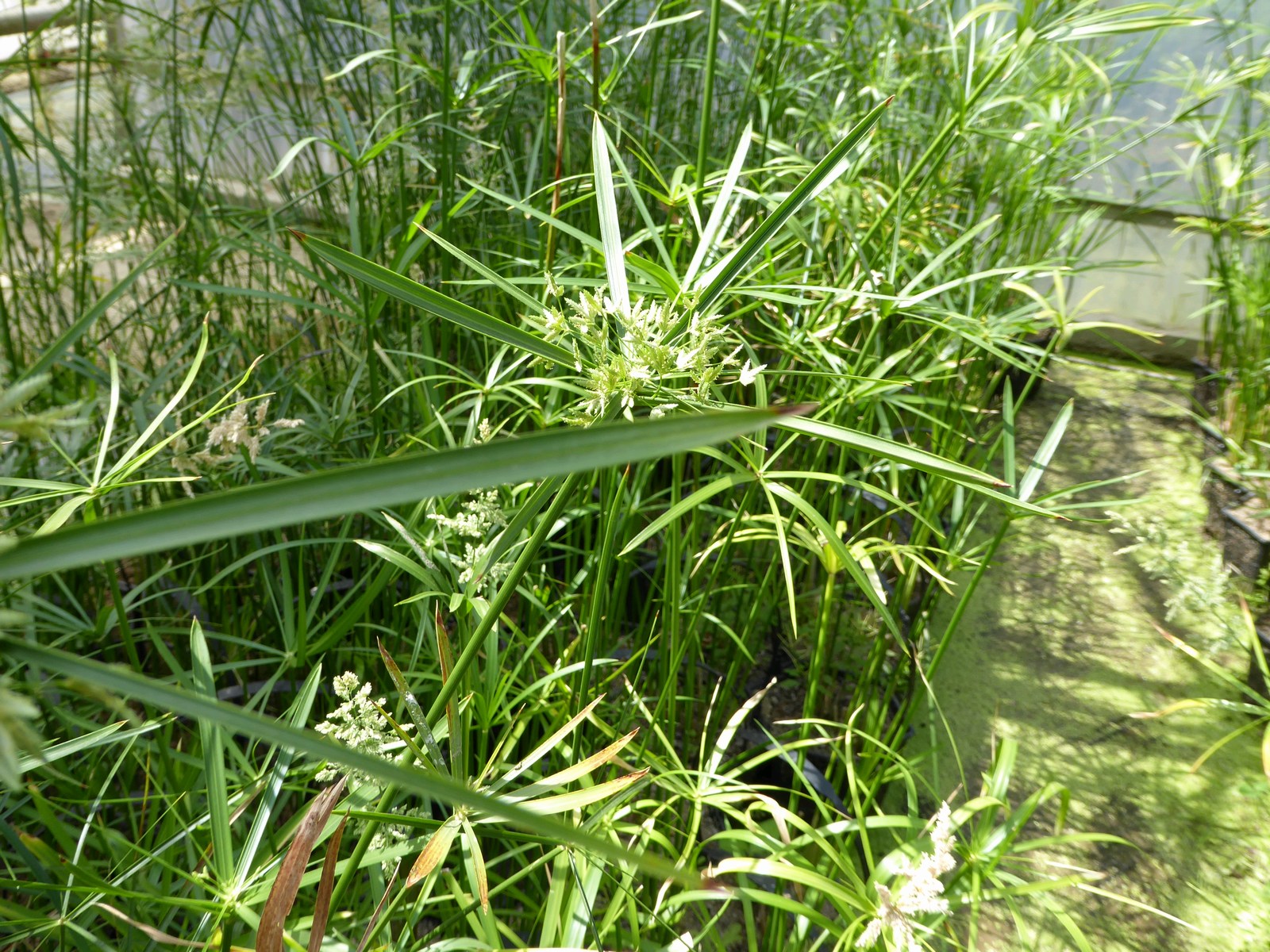 Cyperus alternifolius (Umbrella Palm) – Marginal Pond Plant