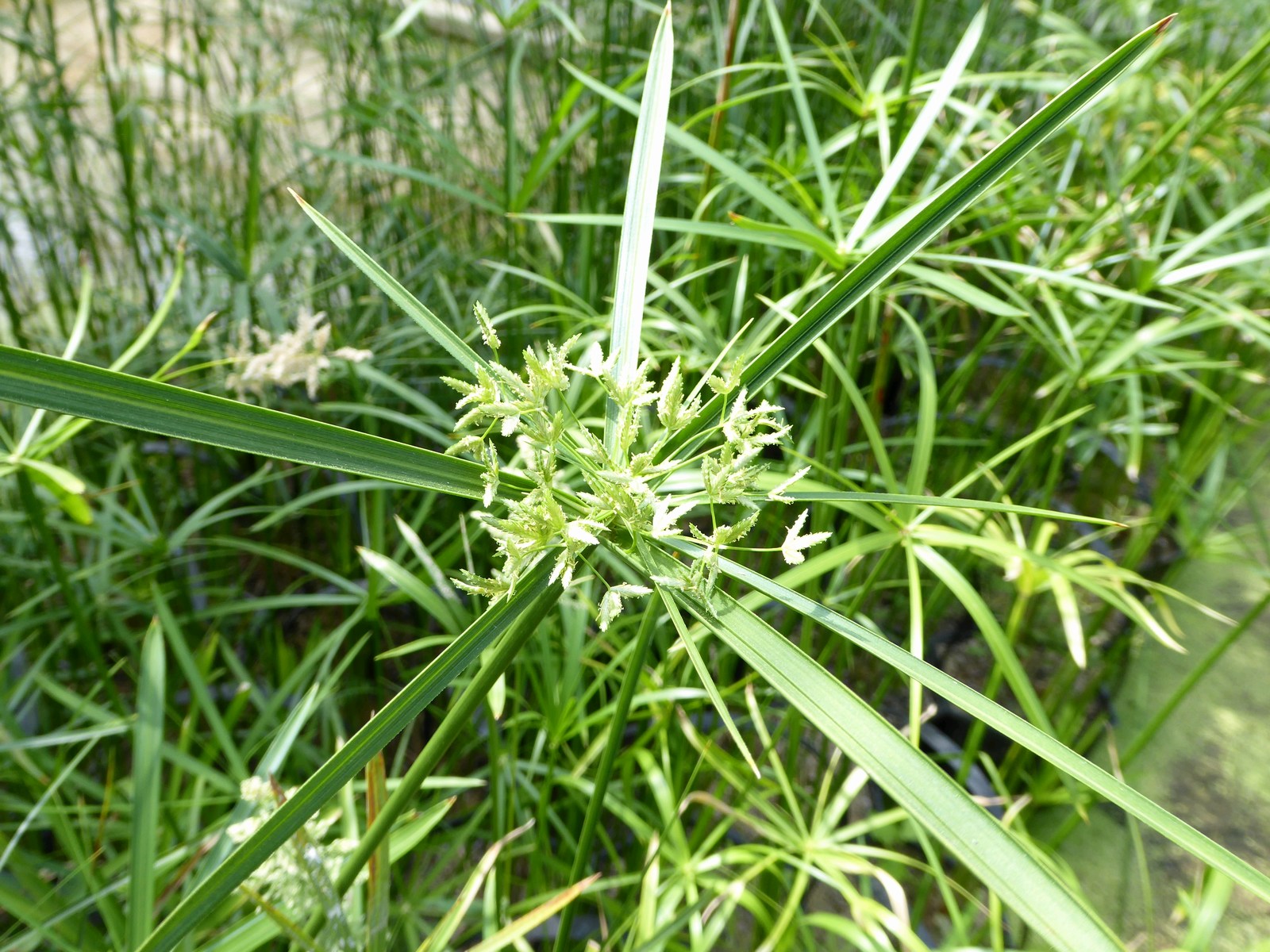 Cyperus alternifolius (Umbrella Palm) – Marginal Pond Plant