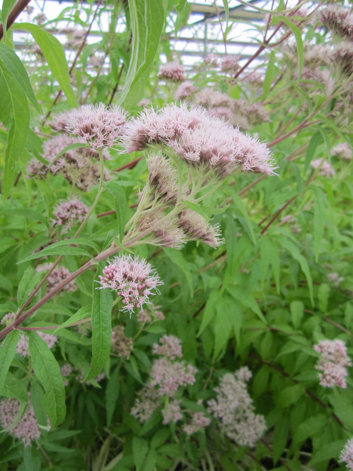 Eupatorium cannabinum (Hemp Agrimony) – Marginal Pond Plant