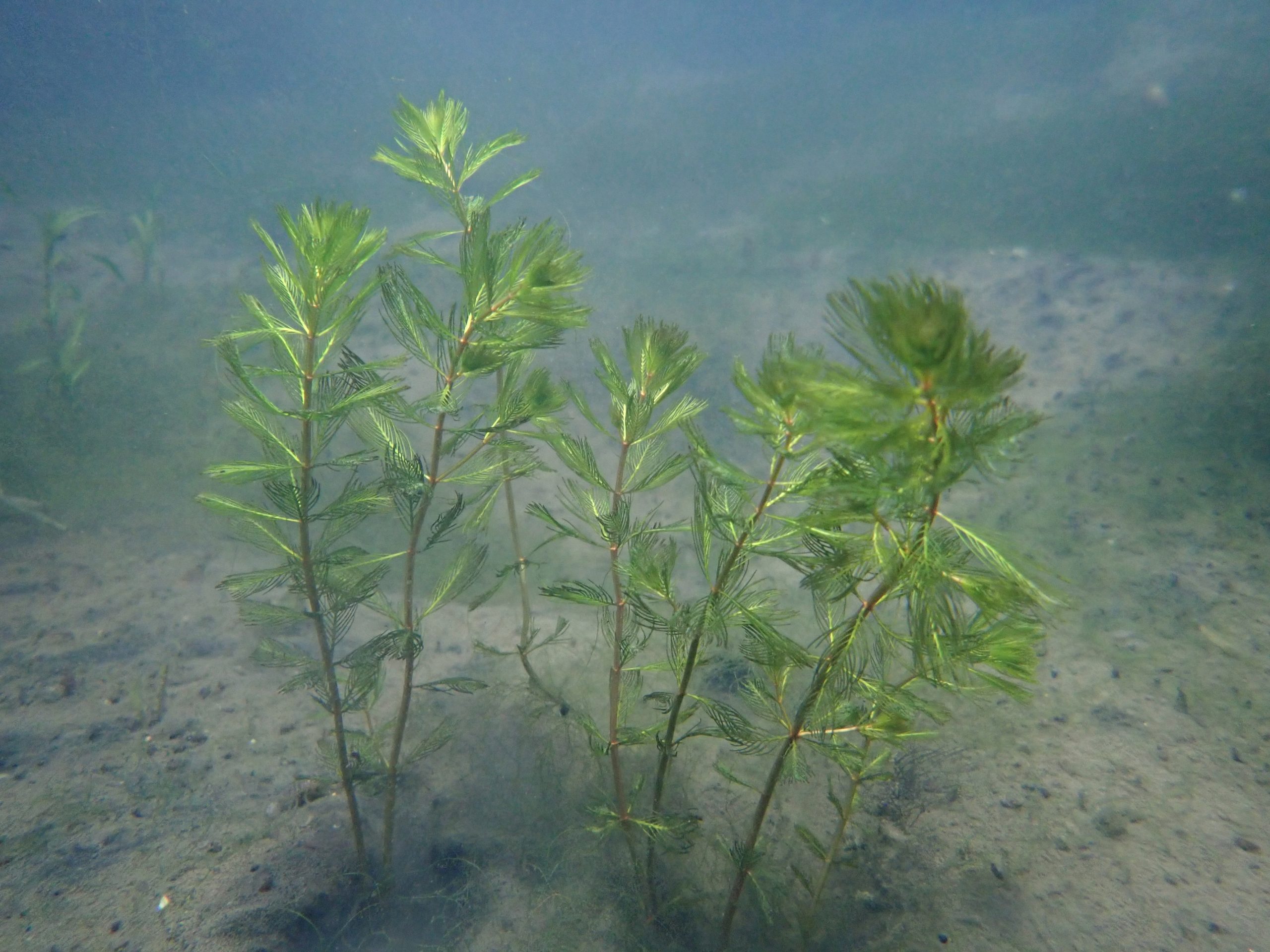 Myriophyllum spicatum (Spiked water milfoil) - Pack of 5 - Essential Ponds