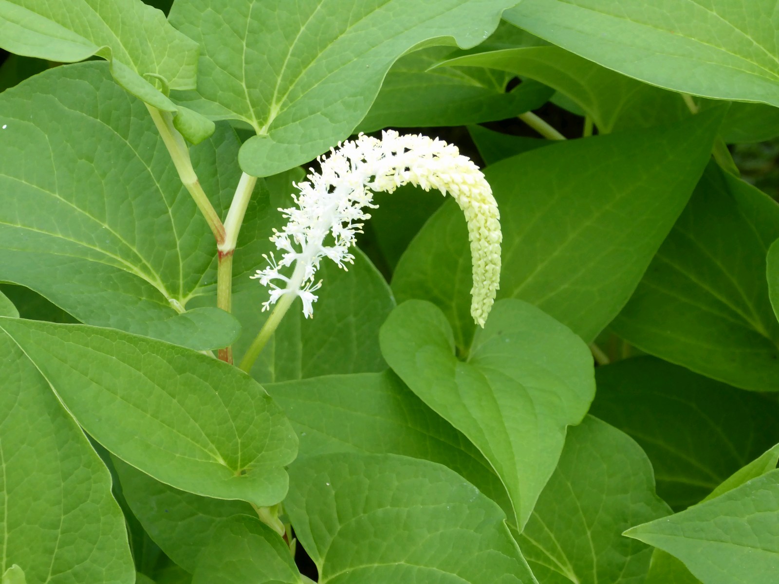 Saururus cernuus (Lizards tail) - Marginal Pond Plant