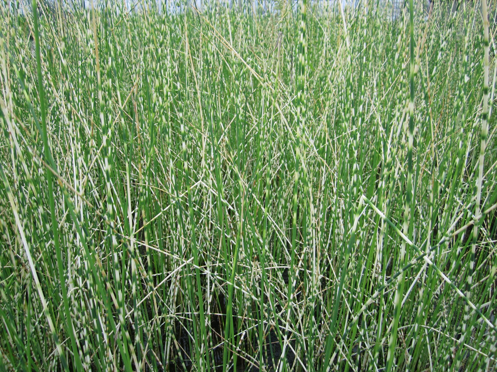 Scirpus tabernaemontani 'Zebrinus' (Zebra Rush) – Pond Plant