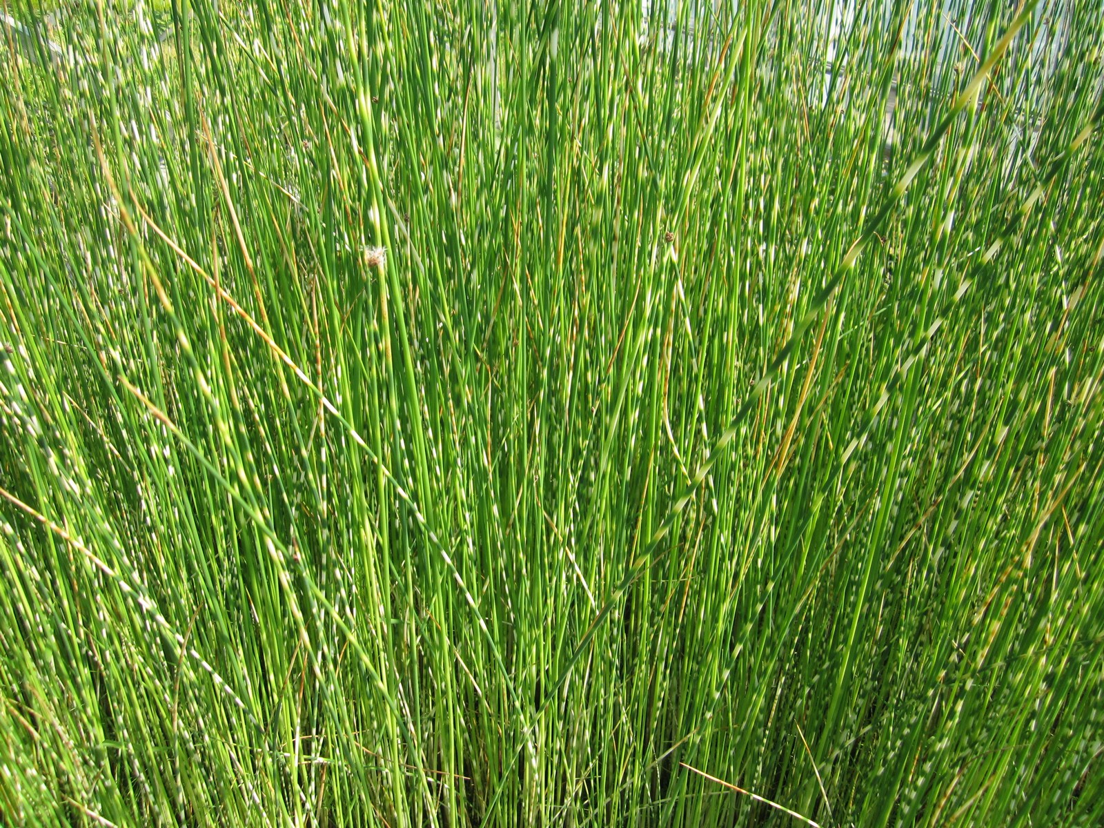 Scirpus tabernaemontani 'Zebrinus' (Zebra Rush) – Pond Plant
