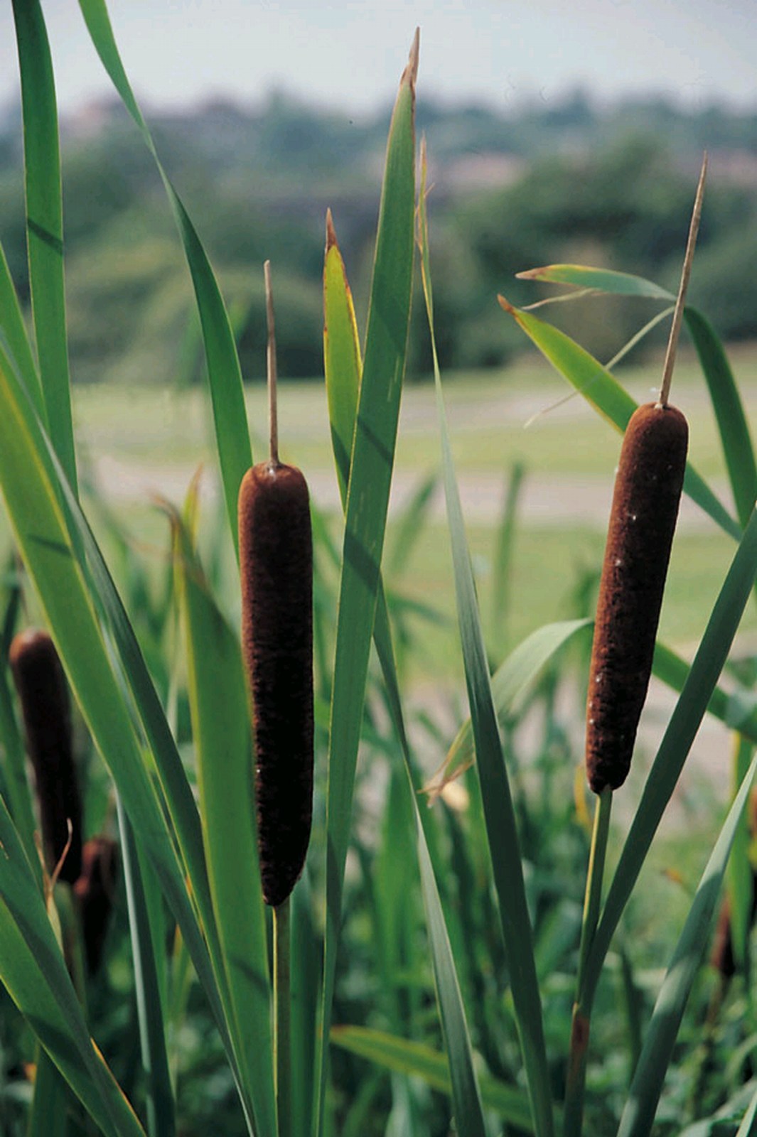 Typha angustifolia (Lesser Bulrush) – Marginal Pond Plant