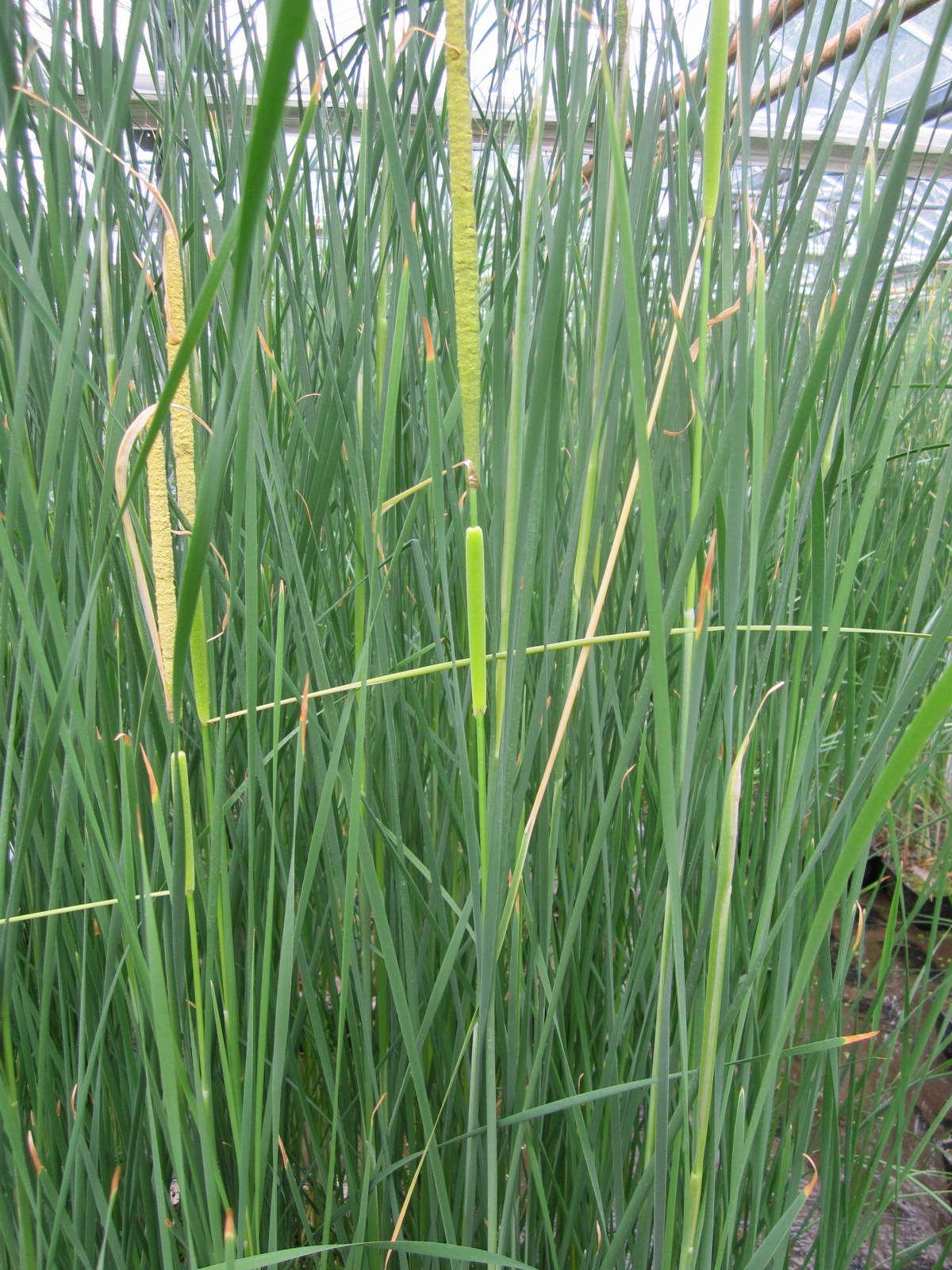 Typha gracilis (Medium Bulrush) – Marginal Pond Plant