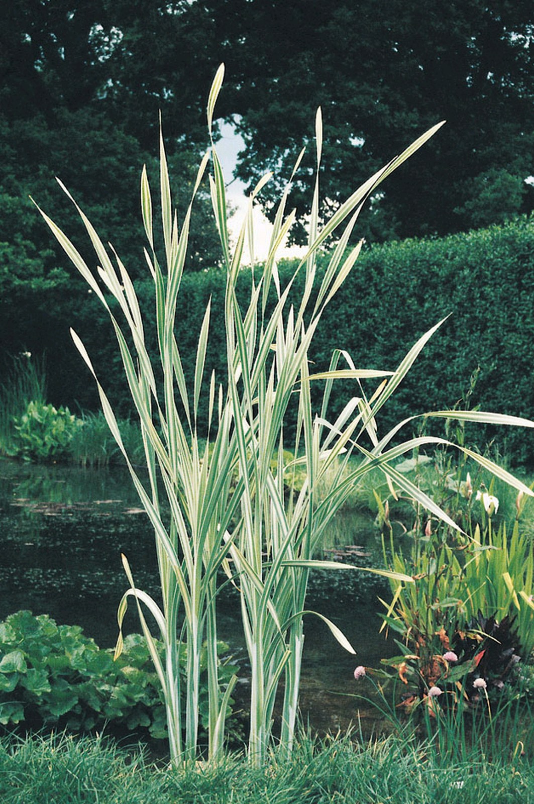 Typha latifolia variegata (Variegated Greater ReedMace)–Pond Plant